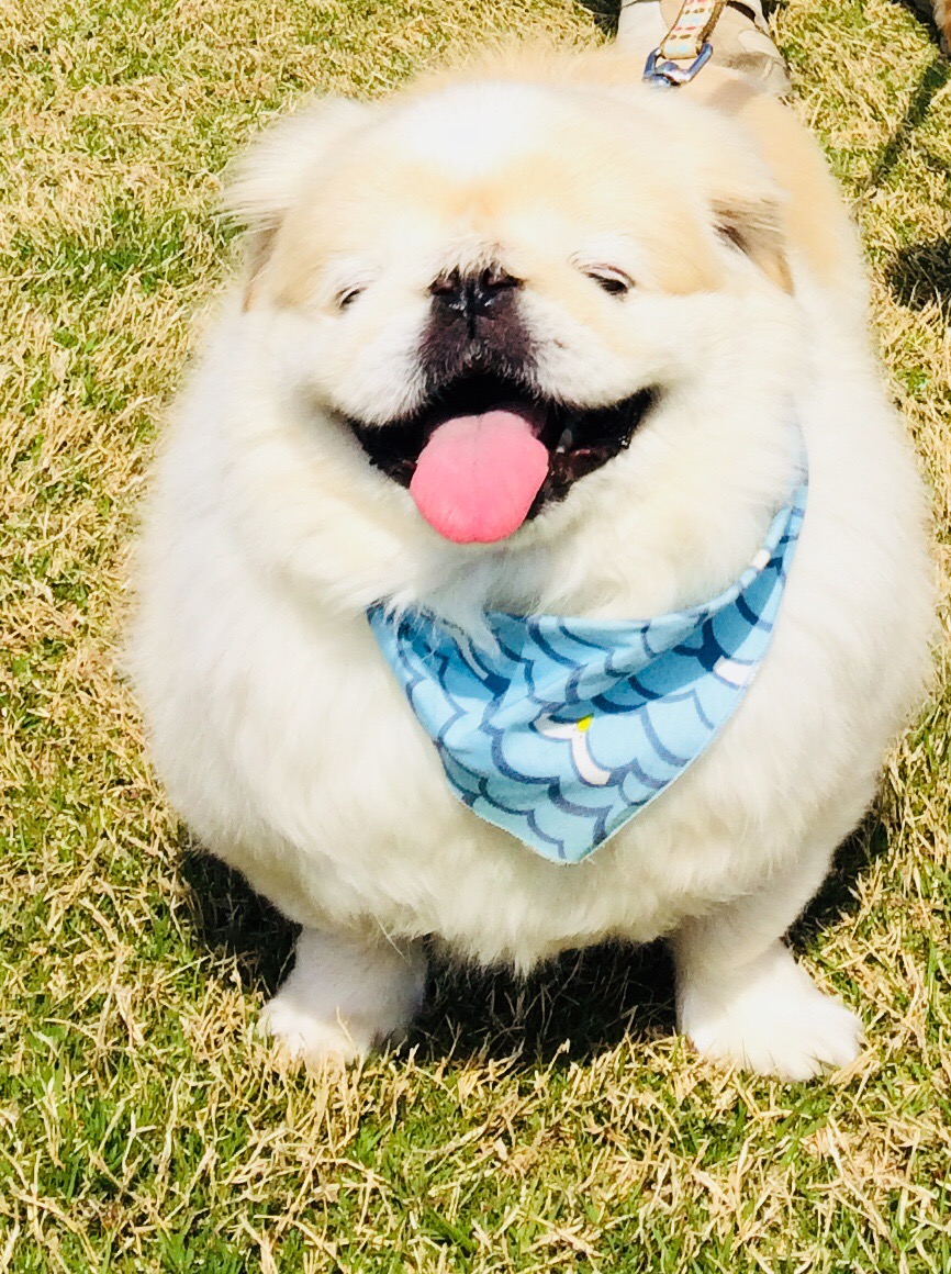 ペットとずっと – CAMBYは愛知県で世界に一番ペットに優しいクルマを開発している会社です。